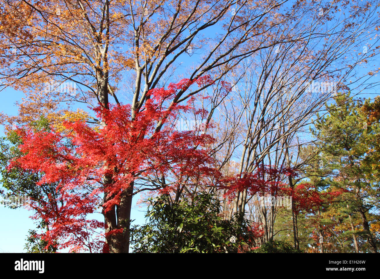 japanese red maple tree background , saitama, Japan Stock Photo - Alamy