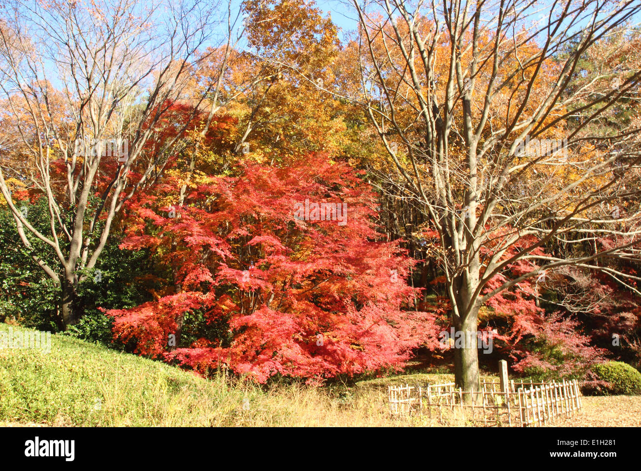 autumn tree background in japan, saitama, Japan Stock Photo - Alamy