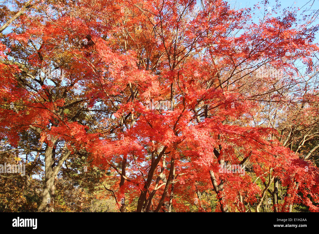 japanese red maple tree background , saitama, Japan Stock Photo - Alamy