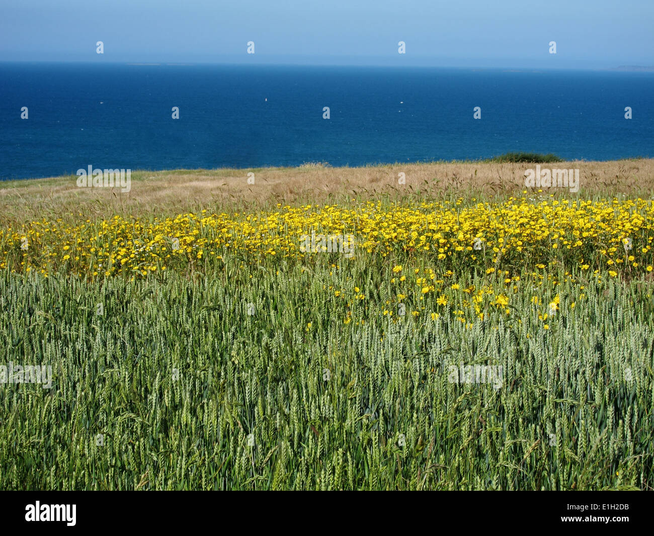 Golden daisy in a field Stock Photo - Alamy
