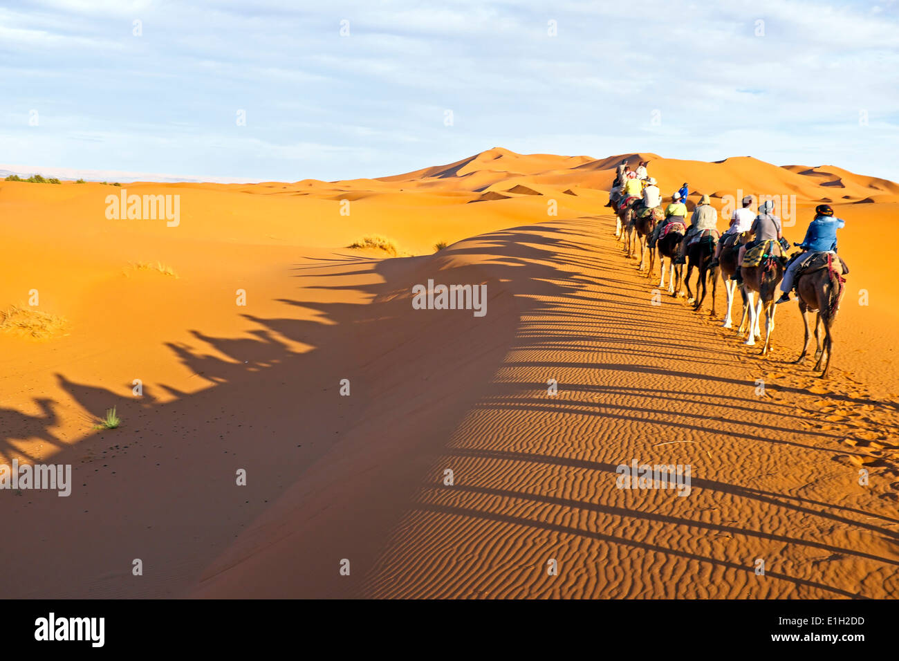 Camel caravan going through the sand dunes in the Sahara Desert, Morocco Stock Photo - Alamy