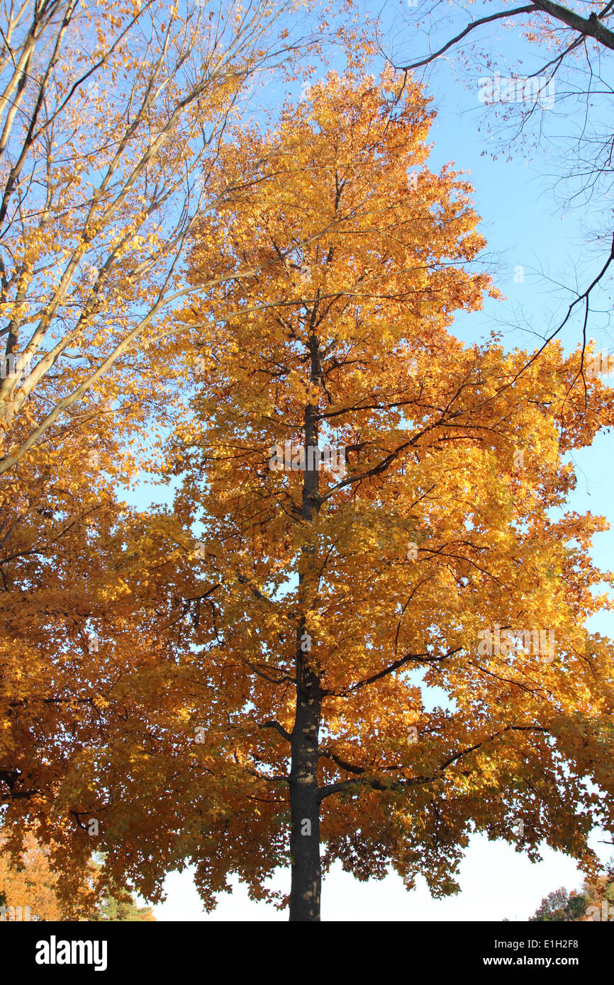 autumn tree background in japan, saitama, Japan Stock Photo - Alamy
