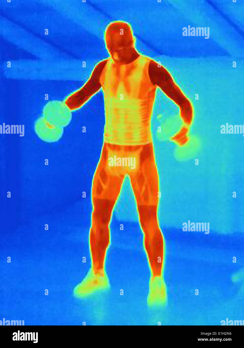 Thermal image of young male athlete training with barbells. The image ...