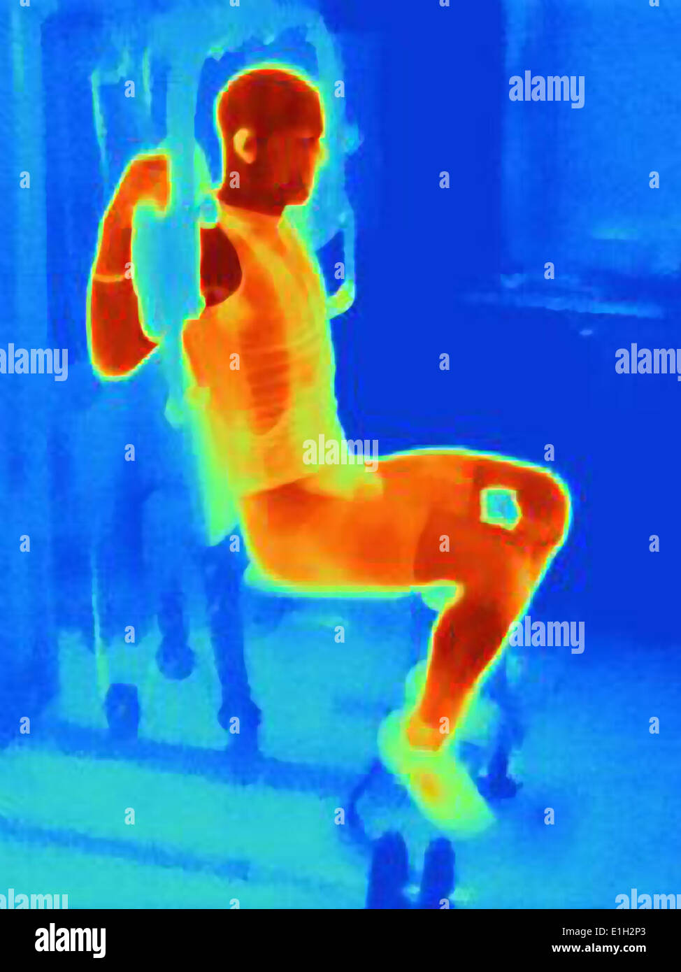 Thermal image of athlete training on exercise machine. Image shows the ...