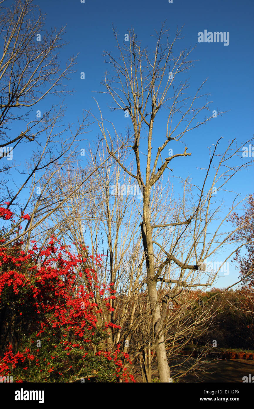 autumn tree background in japan, saitama, Japan Stock Photo - Alamy