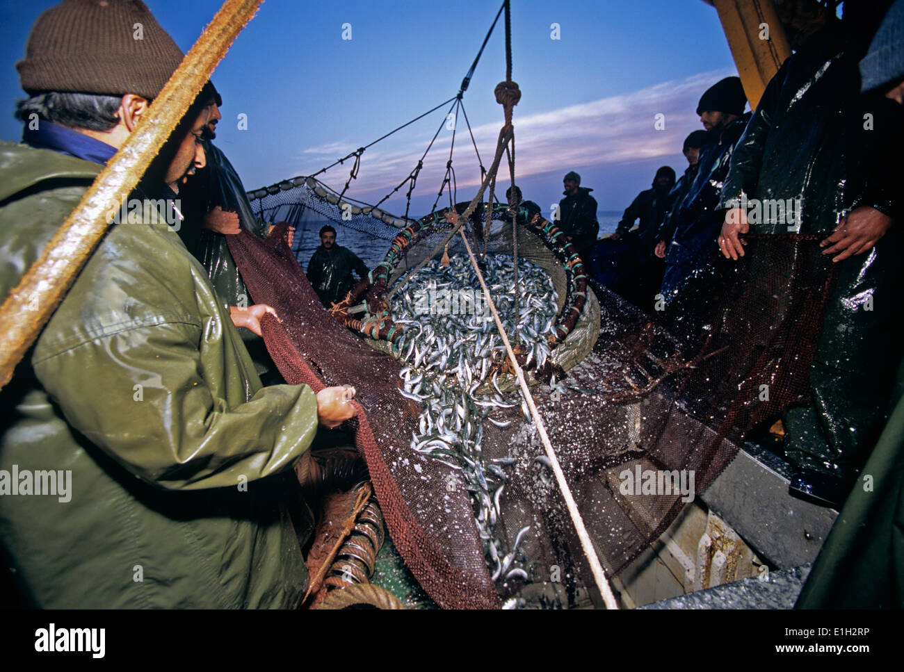 Purse seine fishing boat hauls in net full of Sardines (Sardina sp ...