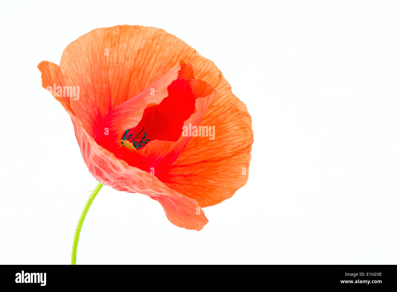 Blossom poppy flower hi-res stock photography and images - Alamy