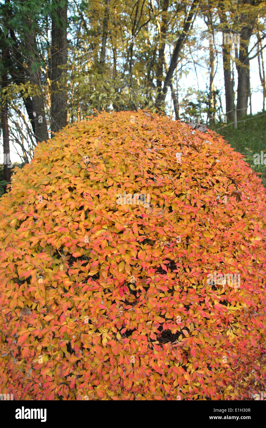 autumn tree background in japan, saitama, Japan Stock Photo - Alamy
