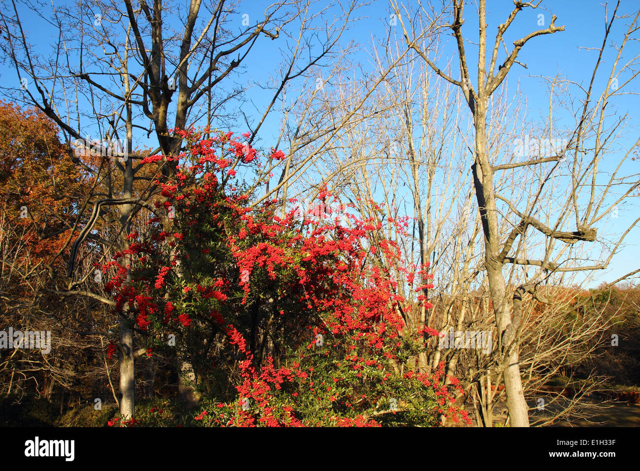 autumn tree background in japan, saitama, Japan Stock Photo - Alamy
