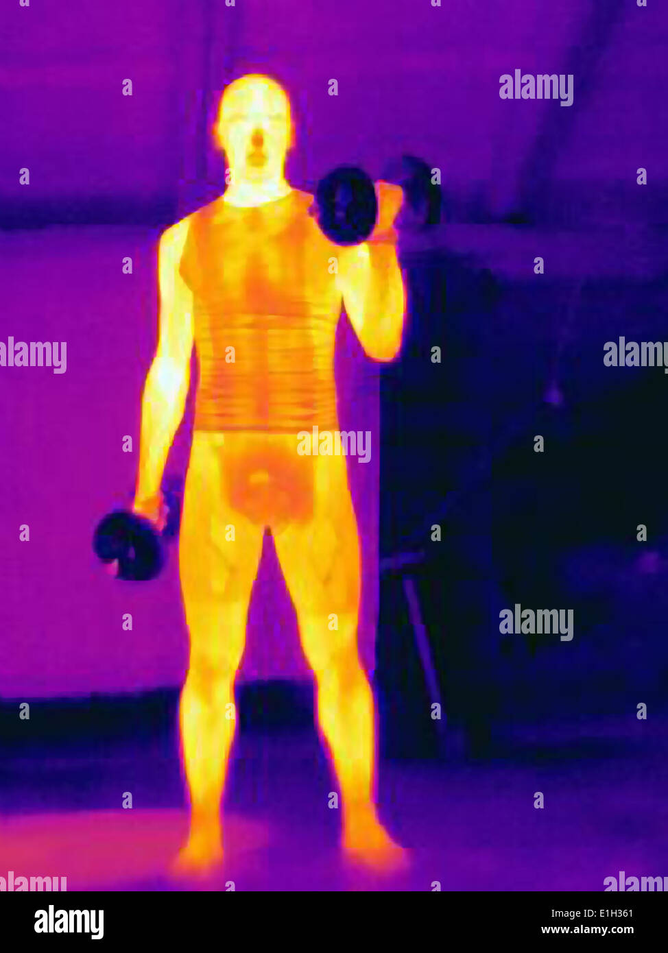 Thermal image of young male training with barbells. The image shows the ...