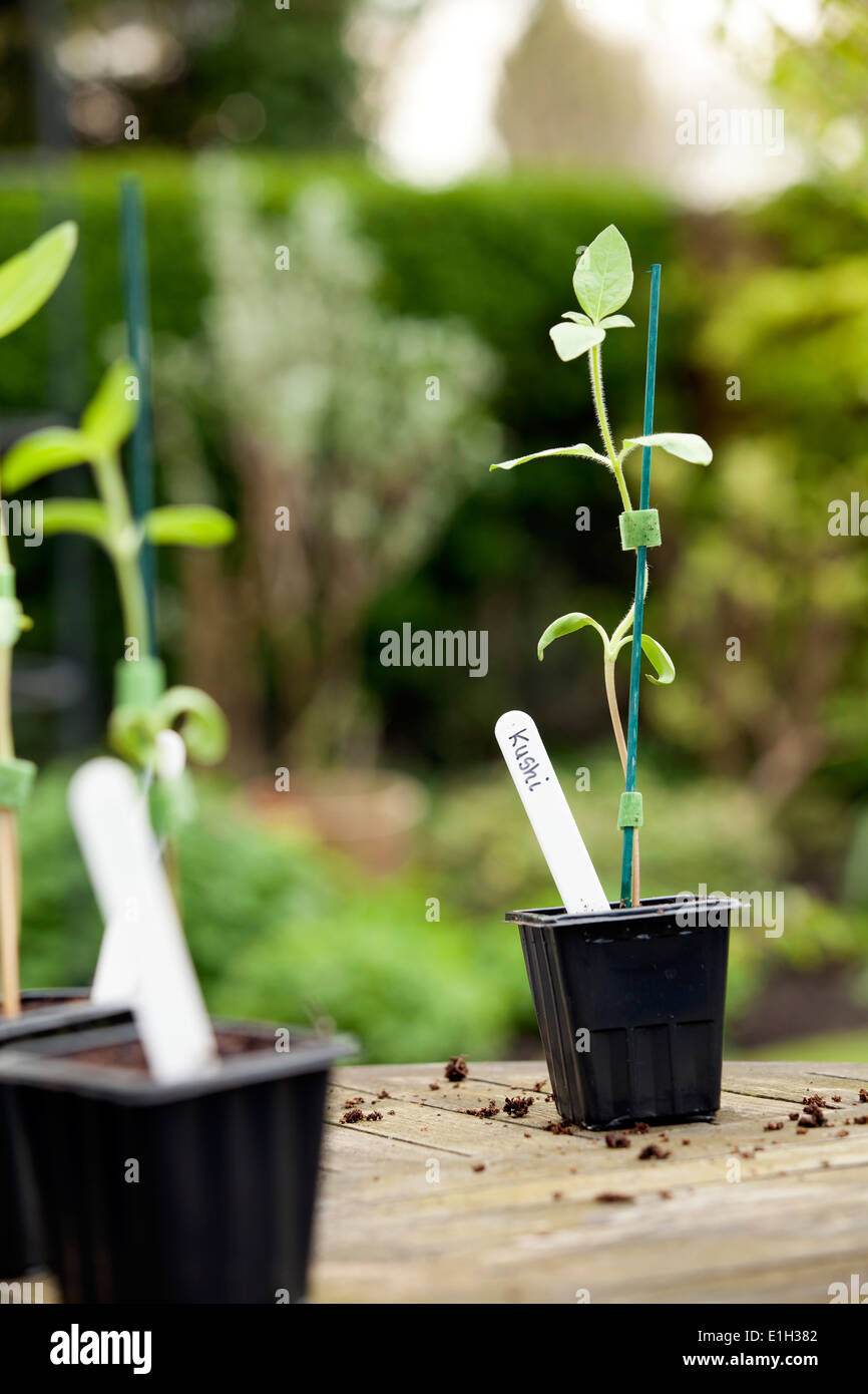 Sunflower plant with support hi-res stock photography and images - Alamy