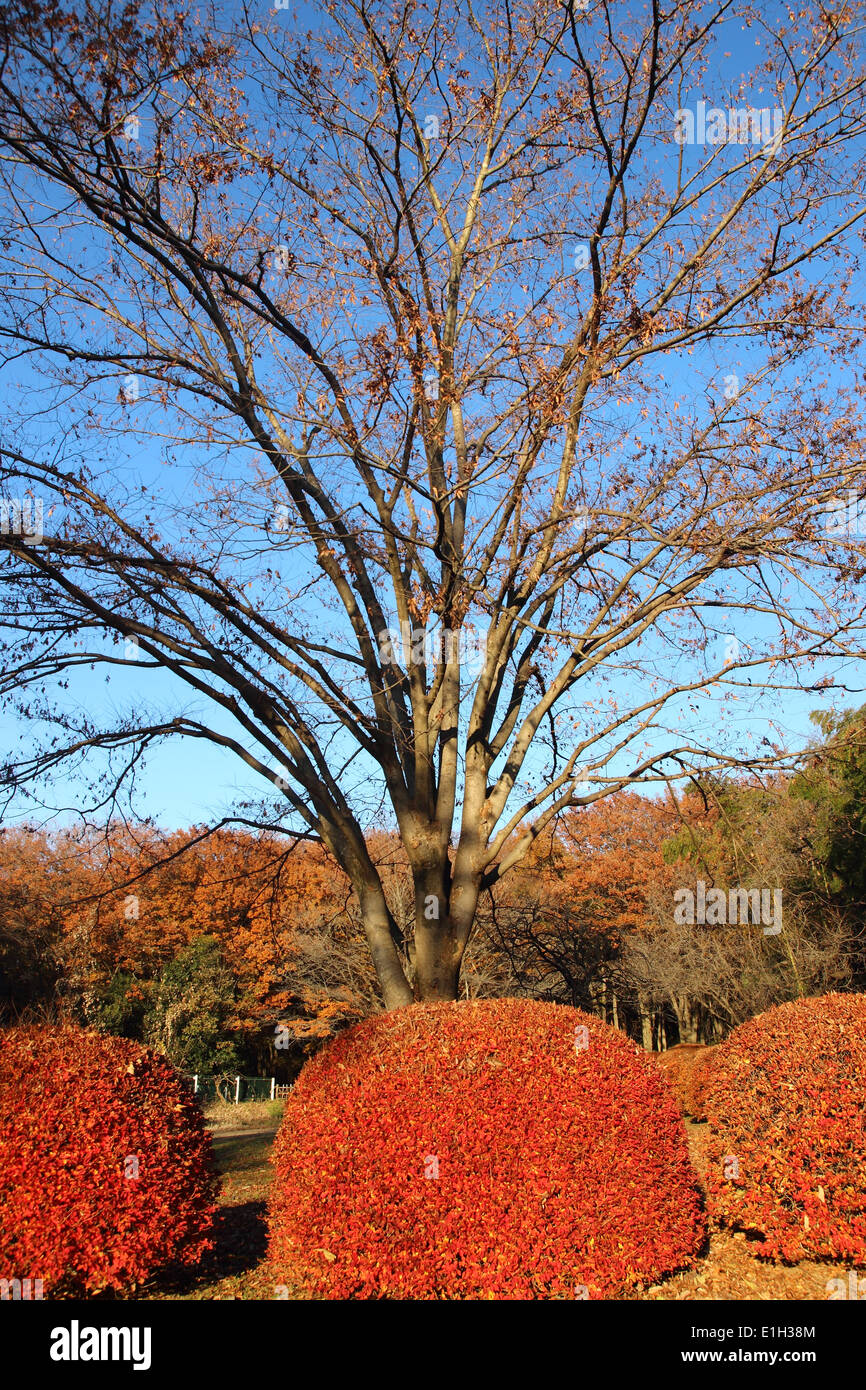autumn tree background in japan, saitama, Japan Stock Photo - Alamy