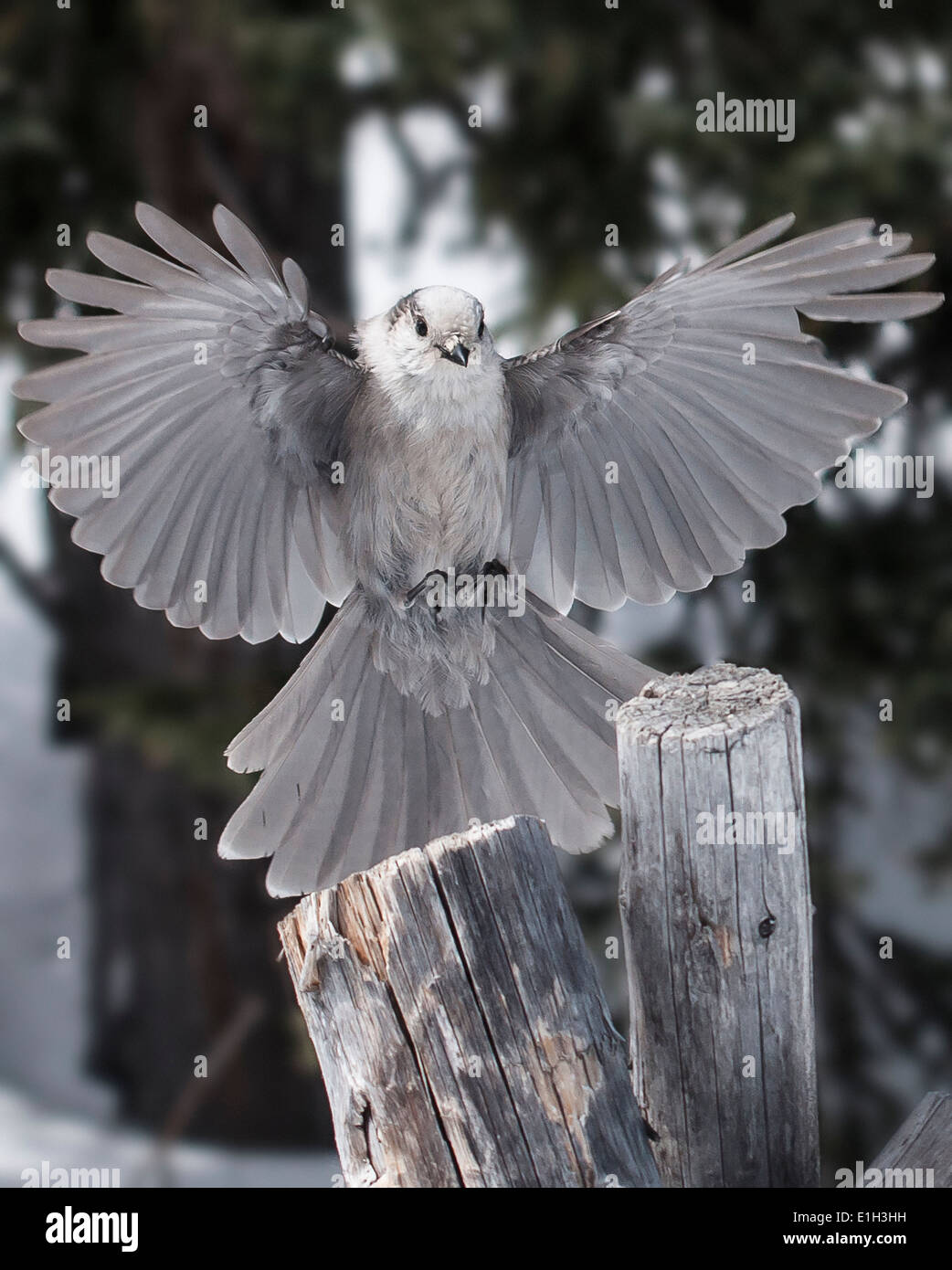 Perisoreus canadensis hi-res stock photography and images - Alamy