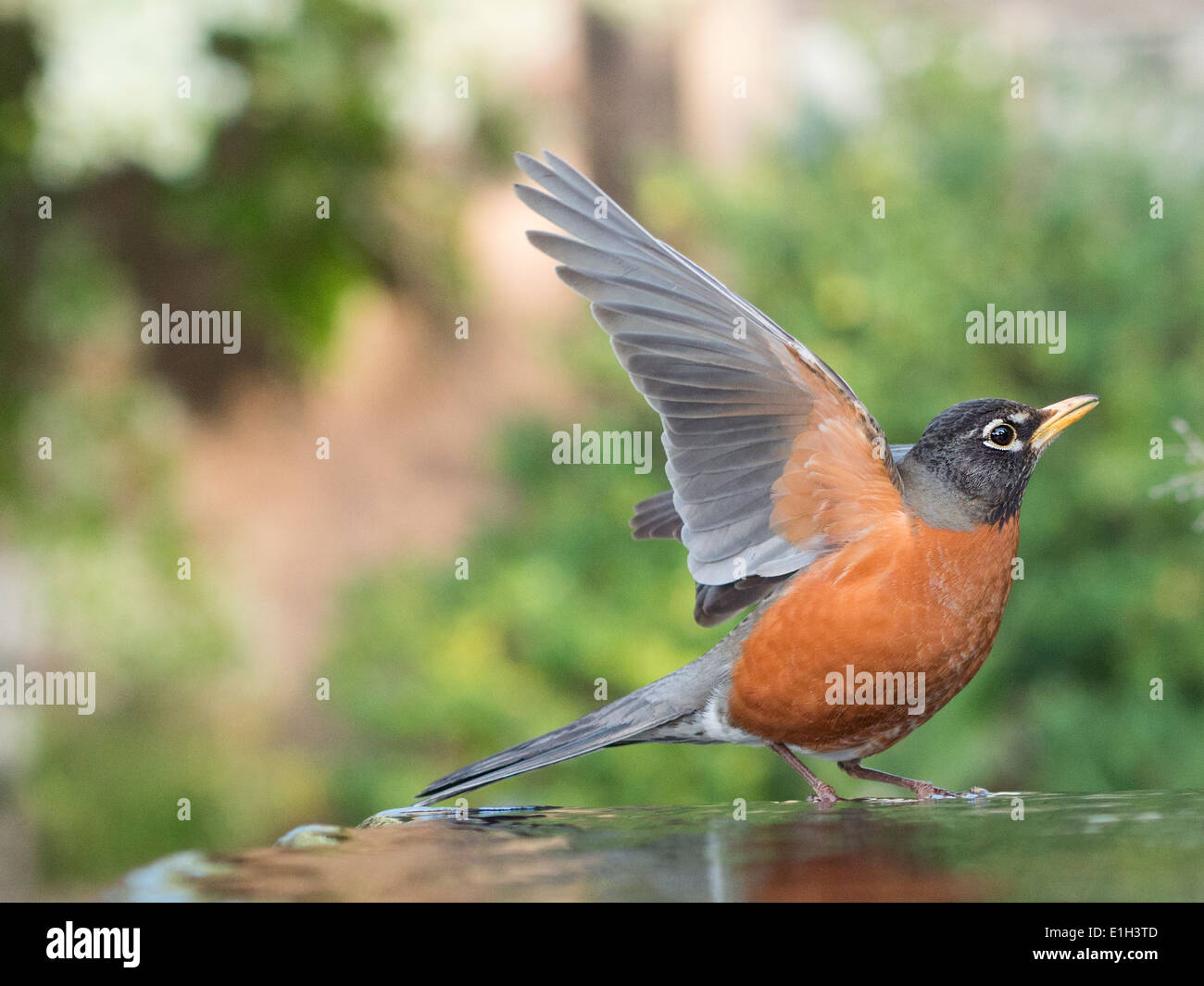 American Robin (Turdus migratorius) on bird bath, San Francisco ...