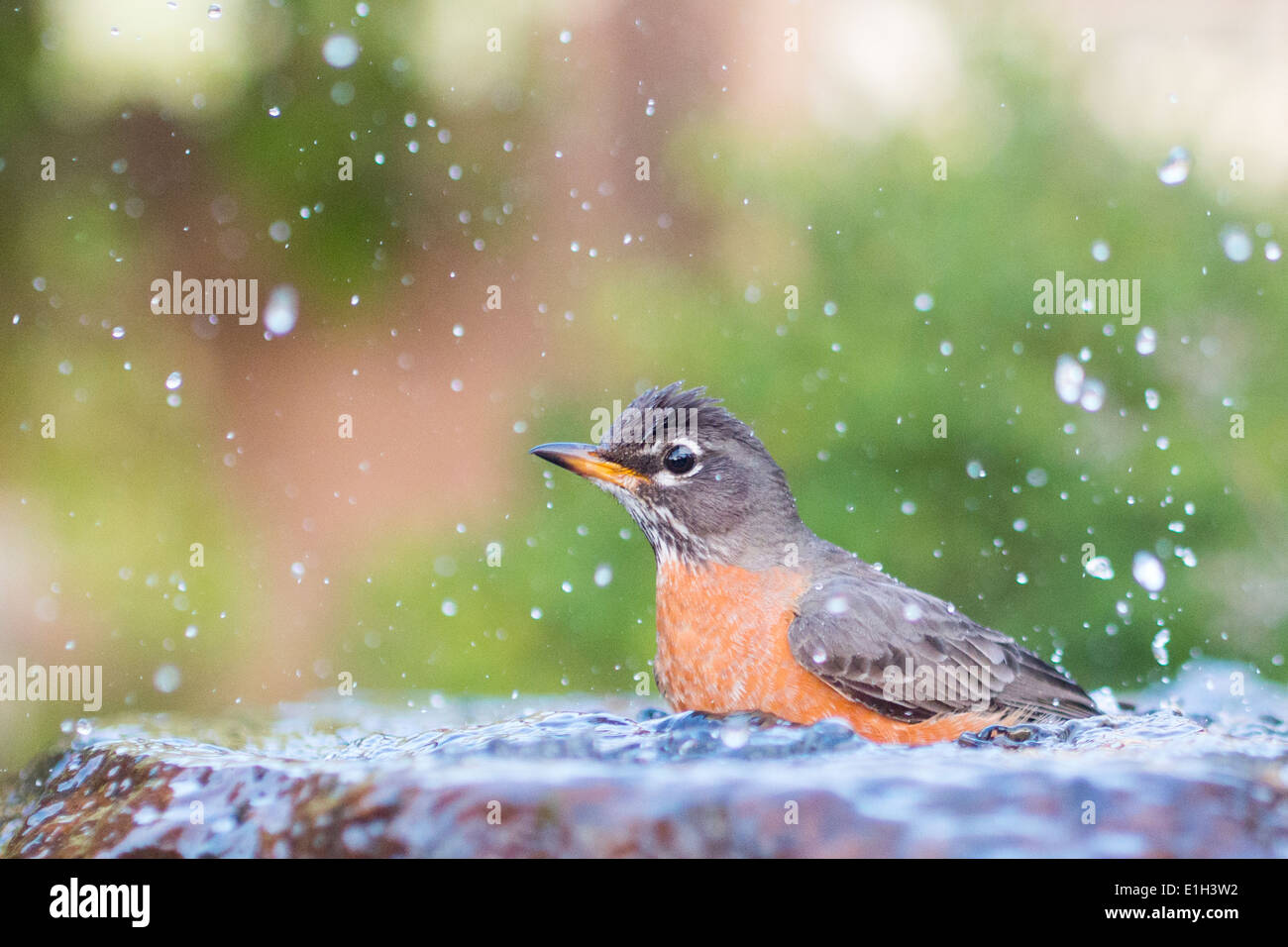 Robin bird bath hi-res stock photography and images - Alamy