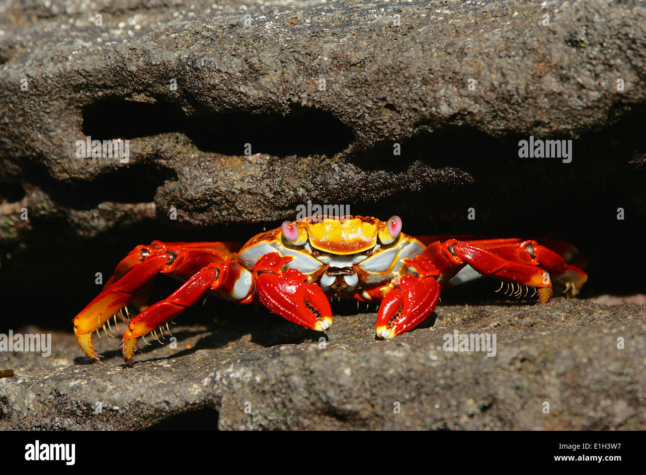 Sally Lightfoot Crab (Grapsus Grapsus), Galapagos Islands, Ecuador ...