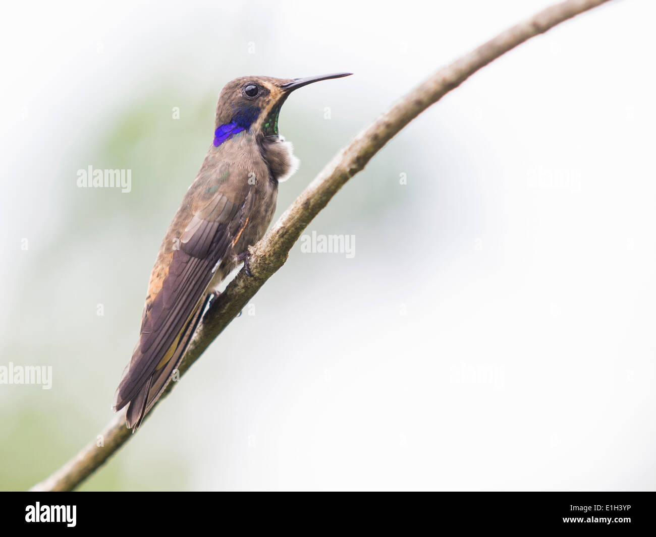 Brown violetear, Colibri delphinae, Minca, Magdalena, Colombia Stock ...