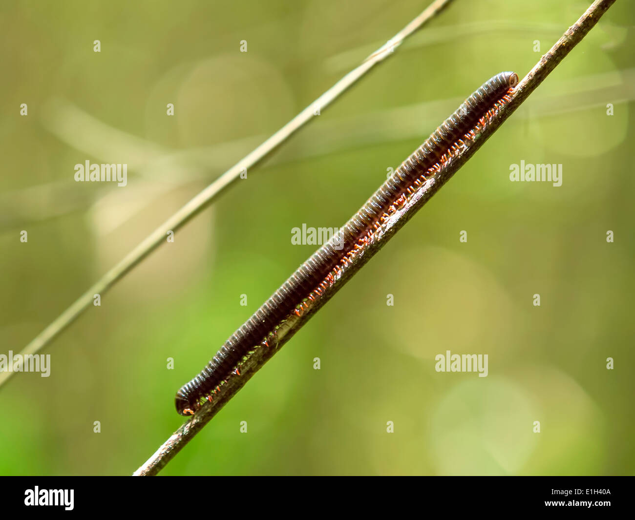 Millipede hi-res stock photography and images - Alamy