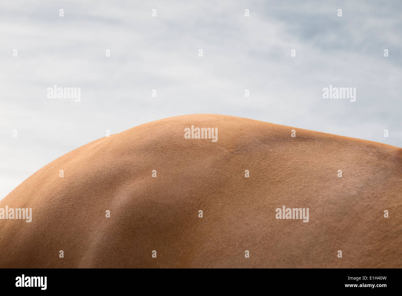 Horse rump hi-res stock photography and images - Alamy