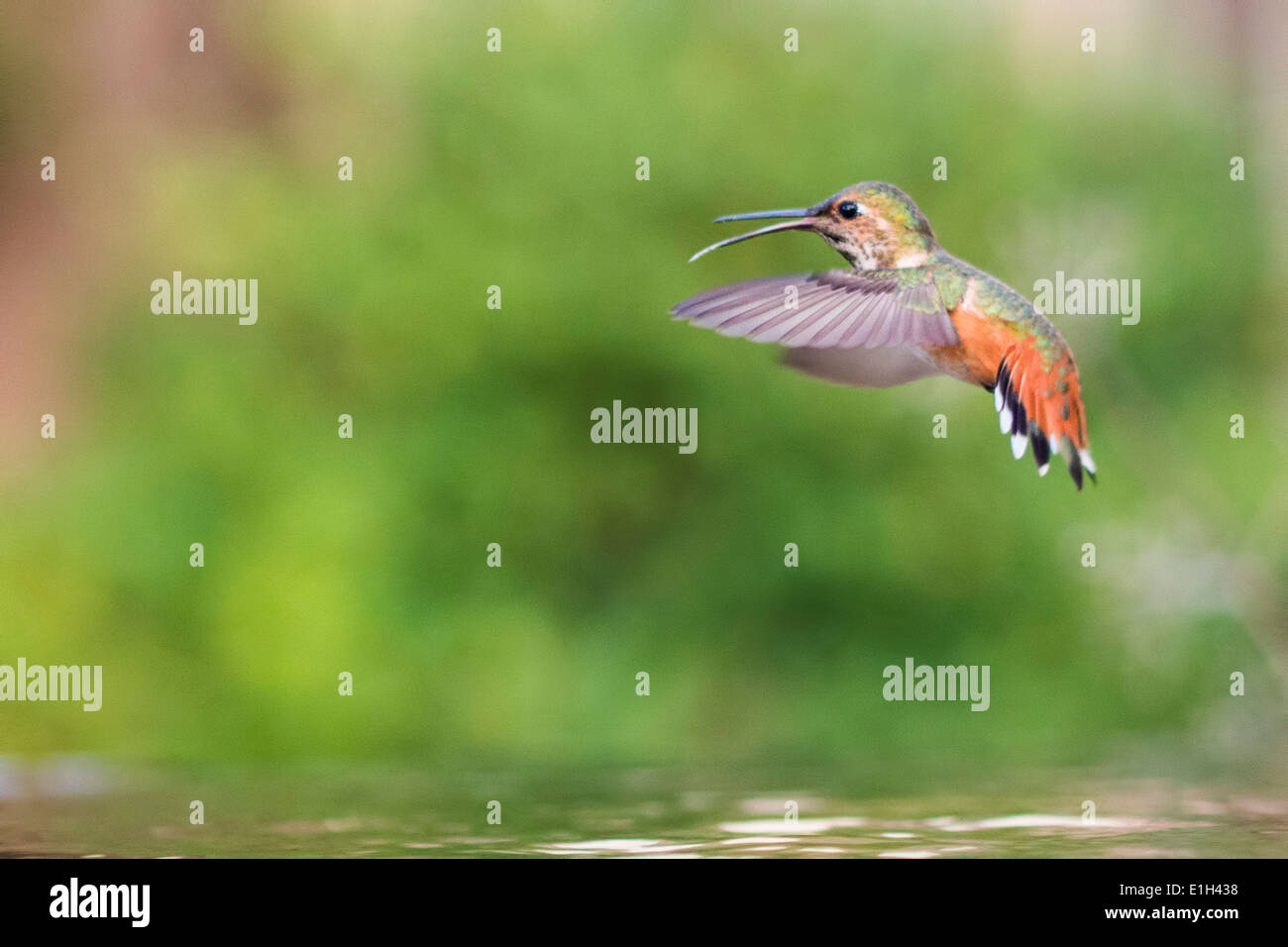 Allens hummingbird hi-res stock photography and images - Alamy