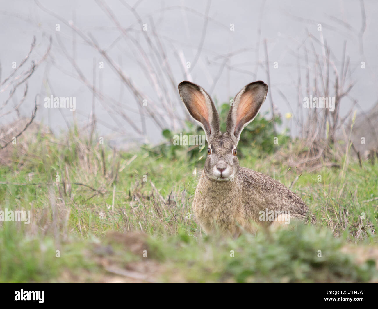 Black tailed jackra hi-res stock photography and images - Alamy