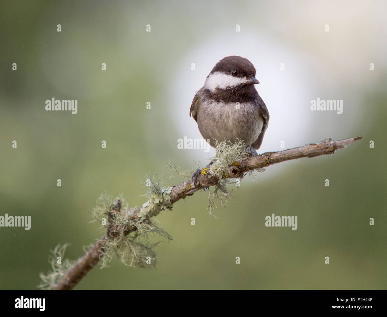 Chestnut Backed Chickadee Stock Photos & Chestnut Backed Chickadee ...
