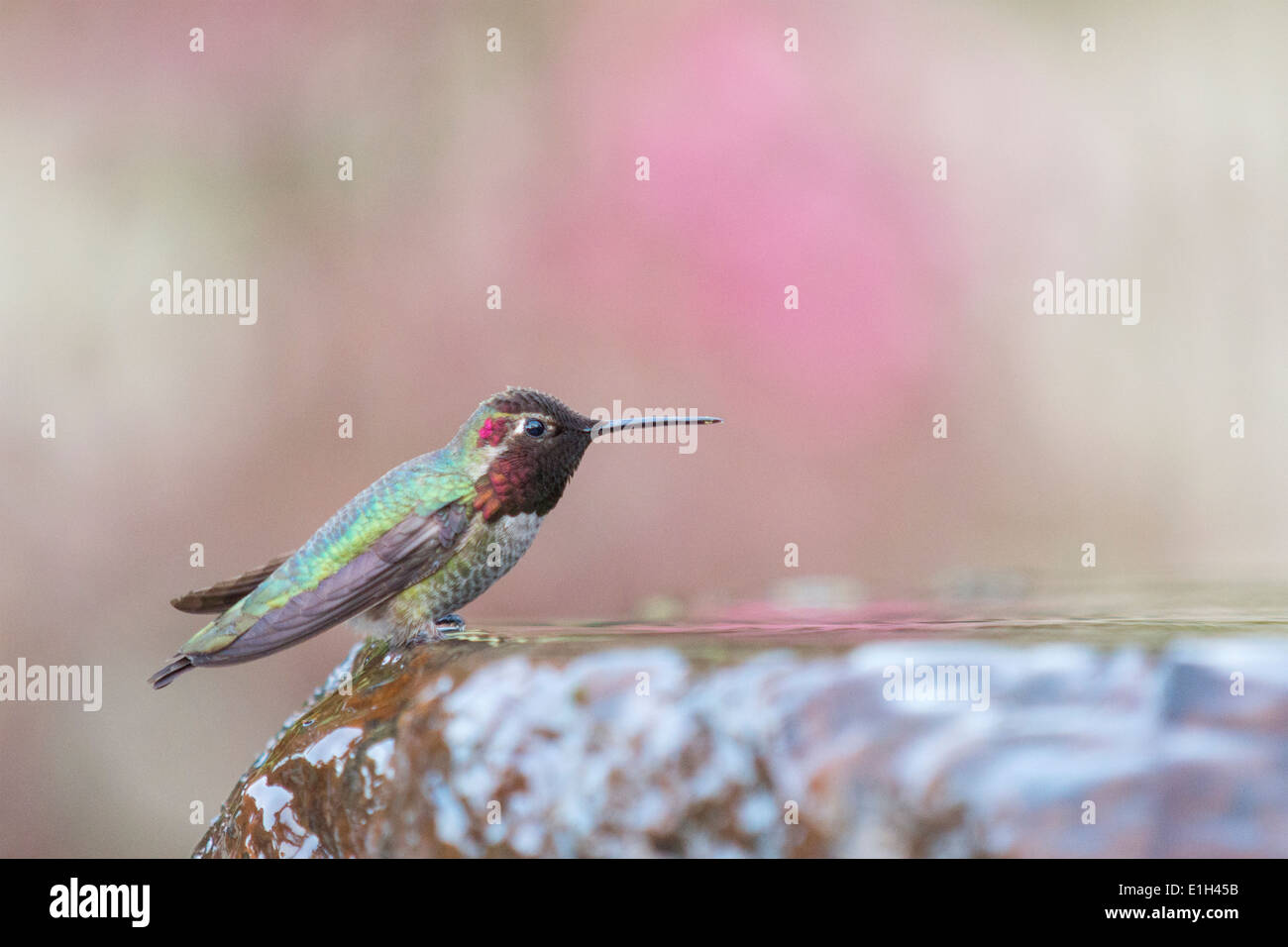 Anna's Hummingbird, Calypte Anna, San Francisco, California, USA Stock ...