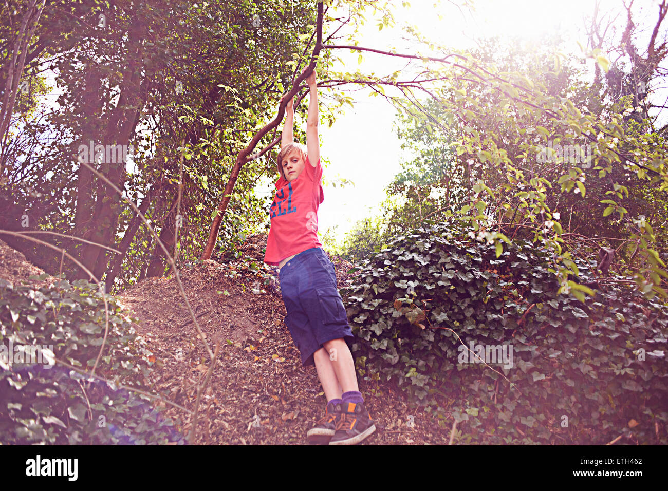 Boy hanging from tree Stock Photo - Alamy