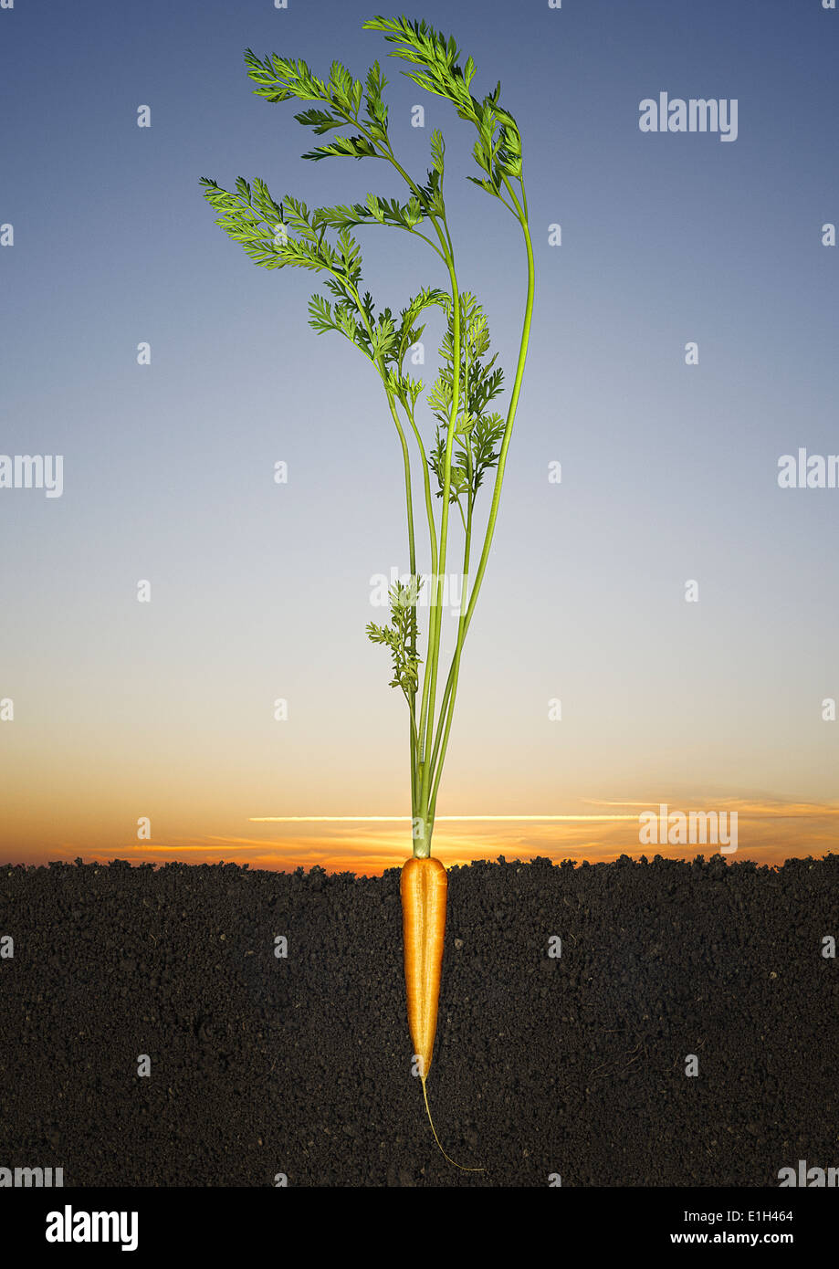 Halved carrot growing in soil Stock Photo - Alamy