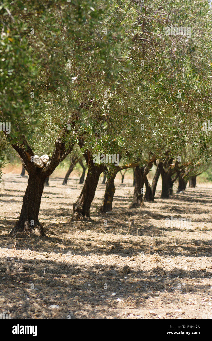 Olive trees in Rhodes, Rhodes Island, Greece Stock Photo - Alamy