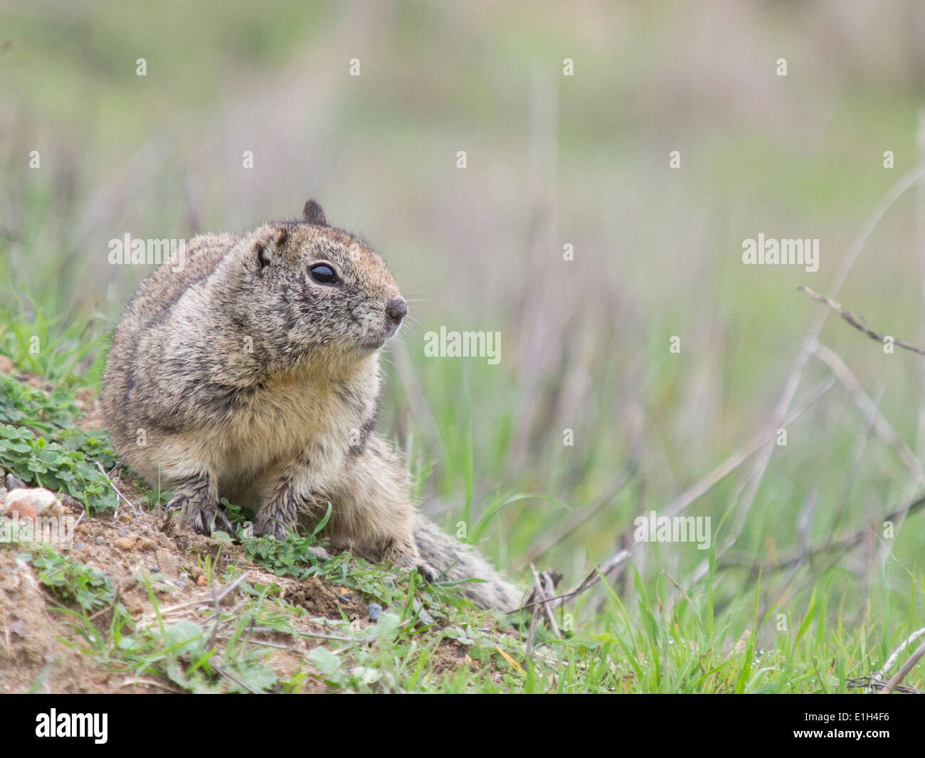 Otospermophilus beecheyi, California Ground Squirrel, Berkeley ...