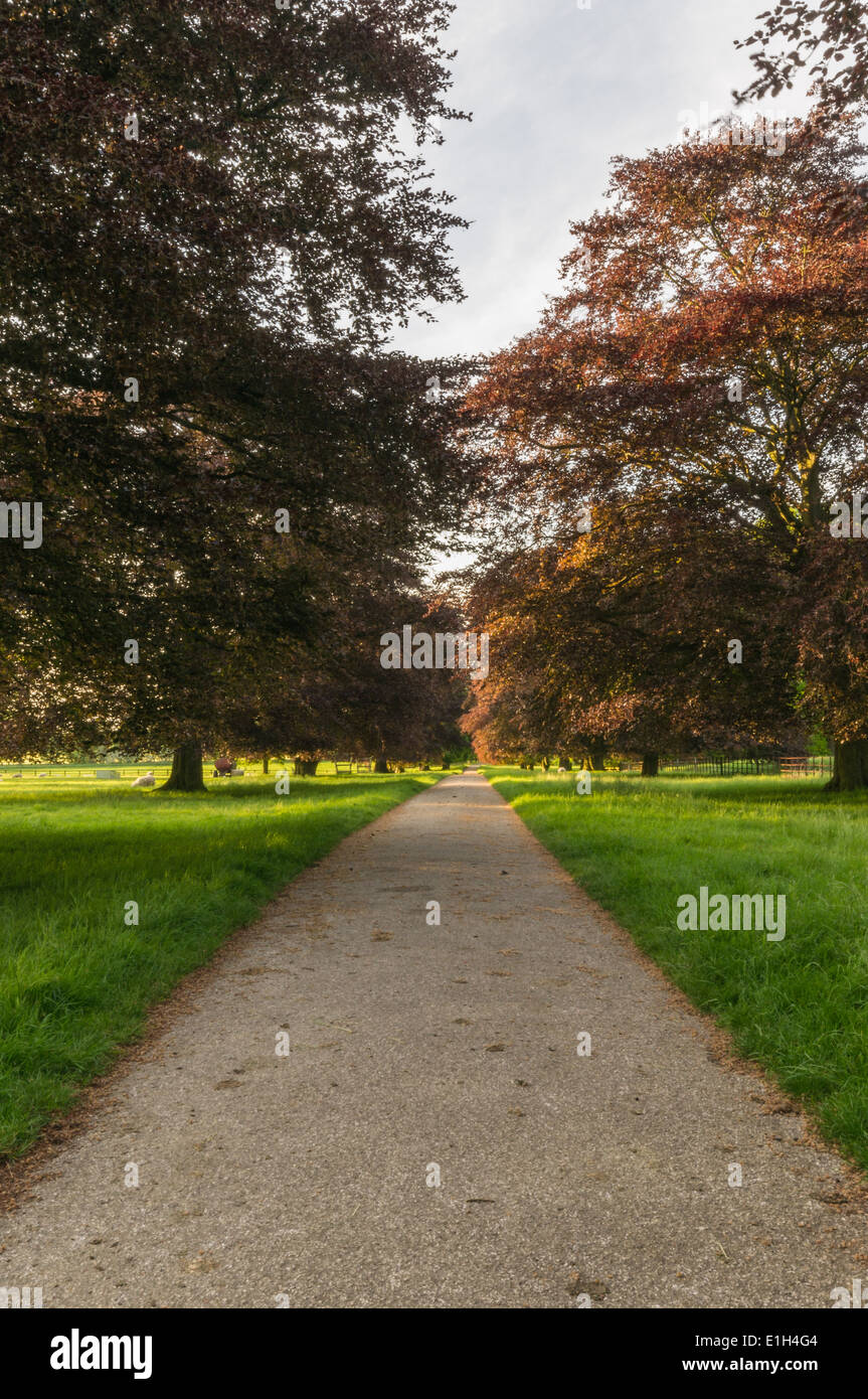 Country road with trees hi-res stock photography and images - Alamy