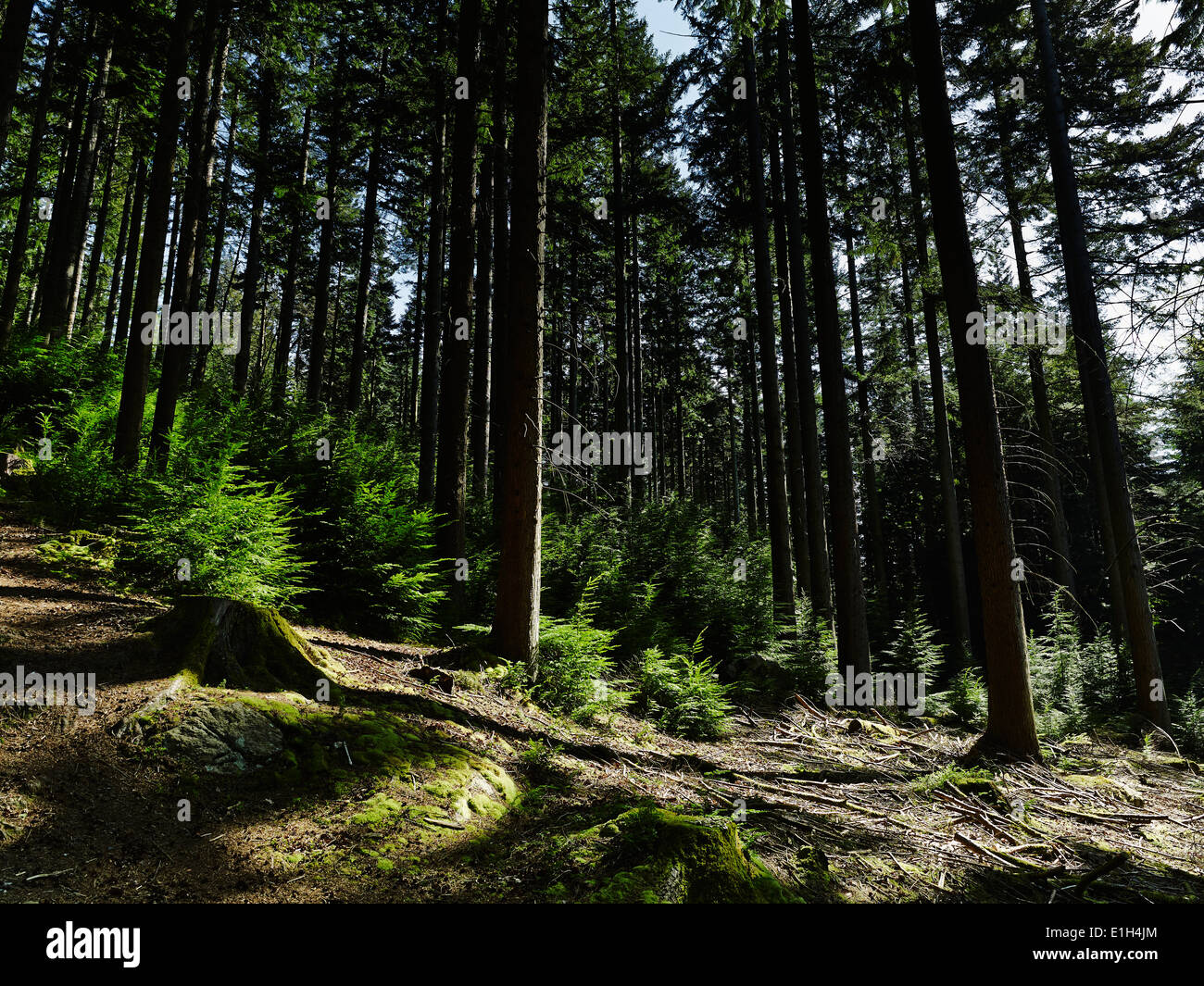 Green wood forest wales hi-res stock photography and images - Alamy