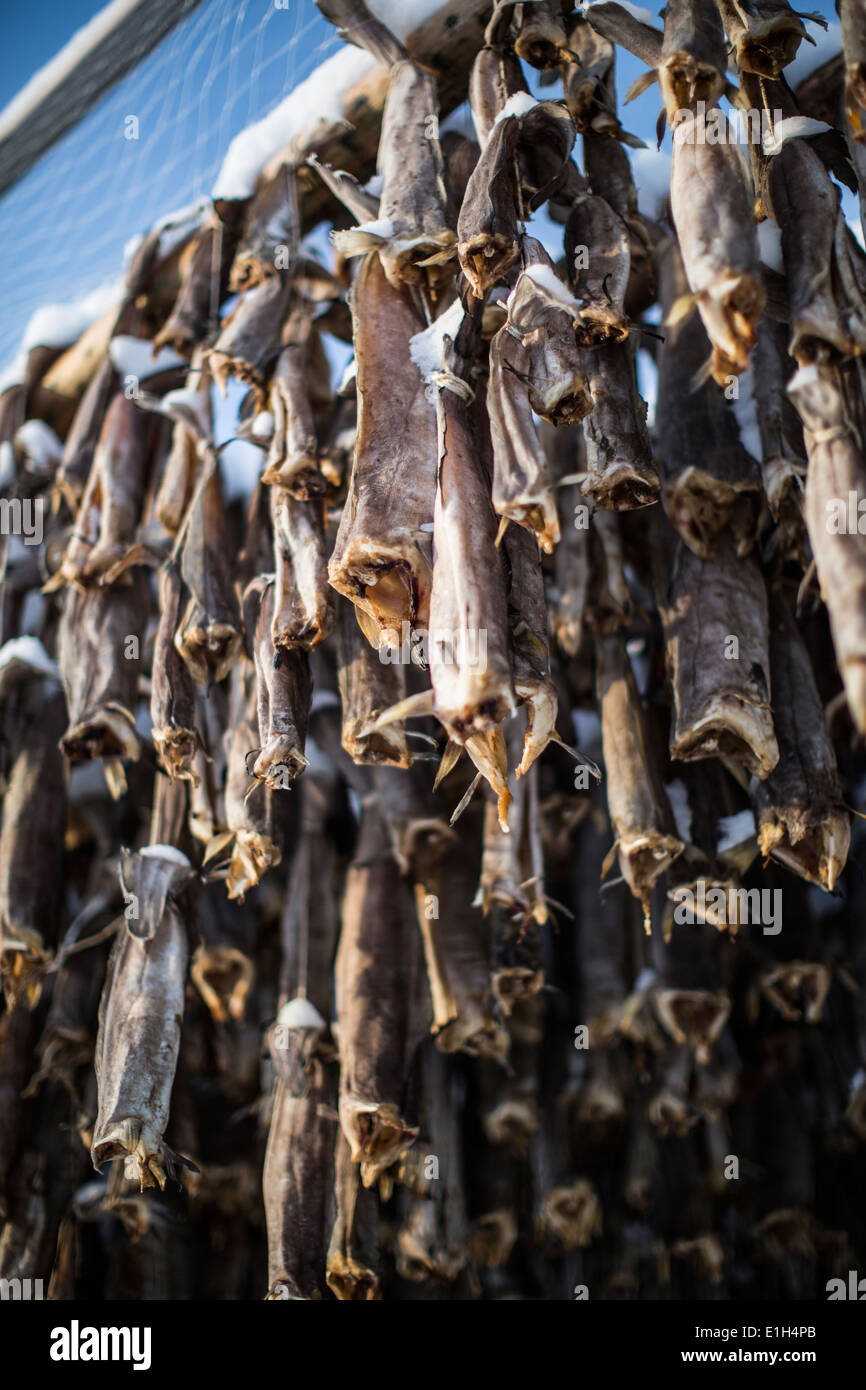 Skrei, Cod fish drying, Lofoten, Norway Stock Photo - Alamy