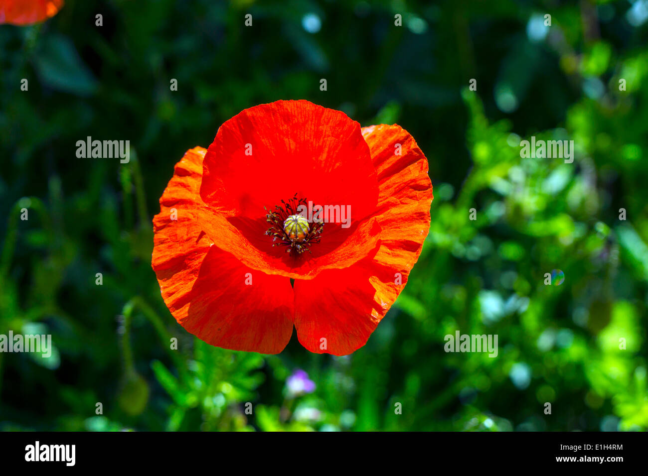 Bright red poppy against dark green backdrop Stock Photo - Alamy