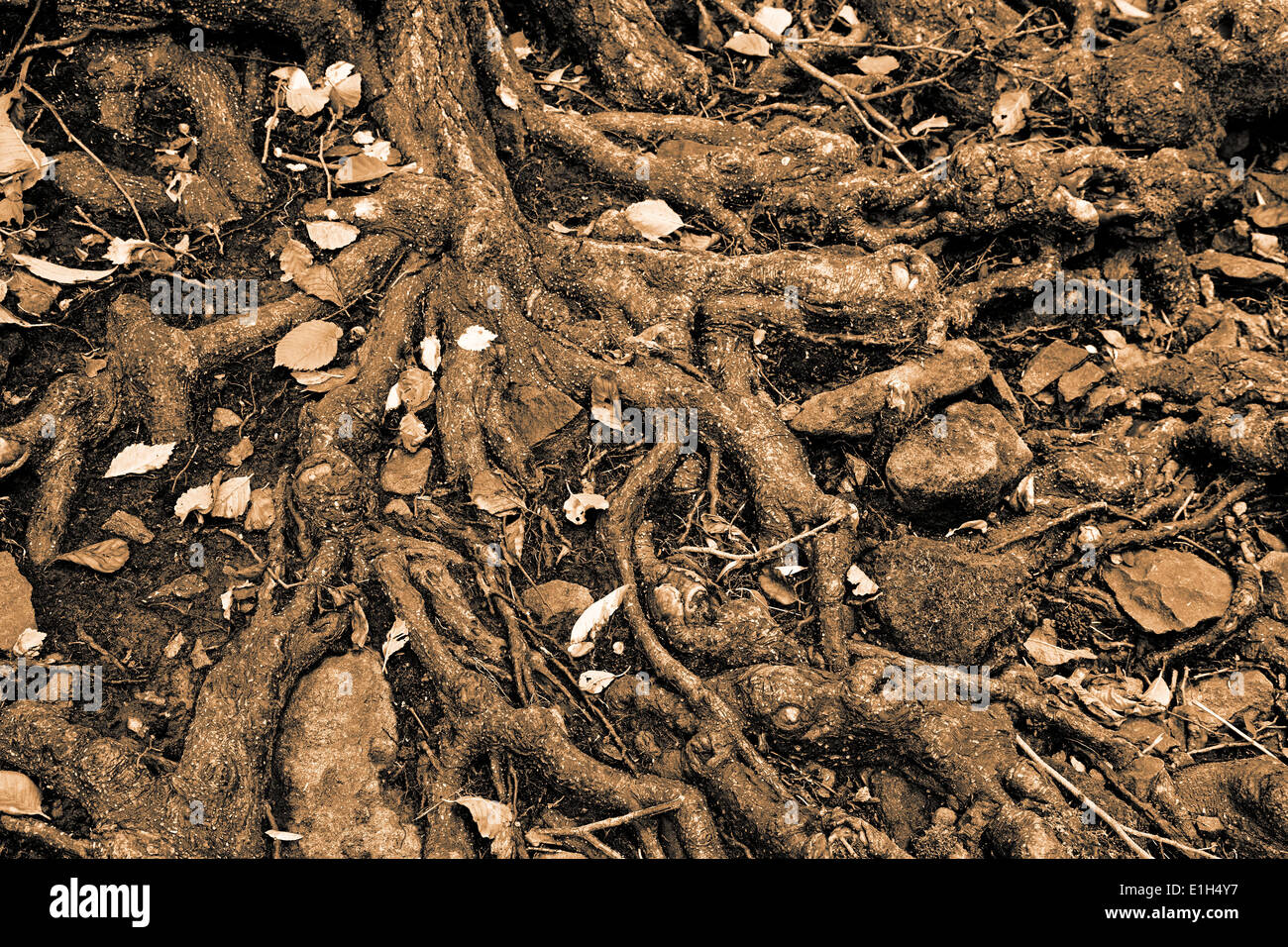 Creepy roots hi-res stock photography and images - Alamy