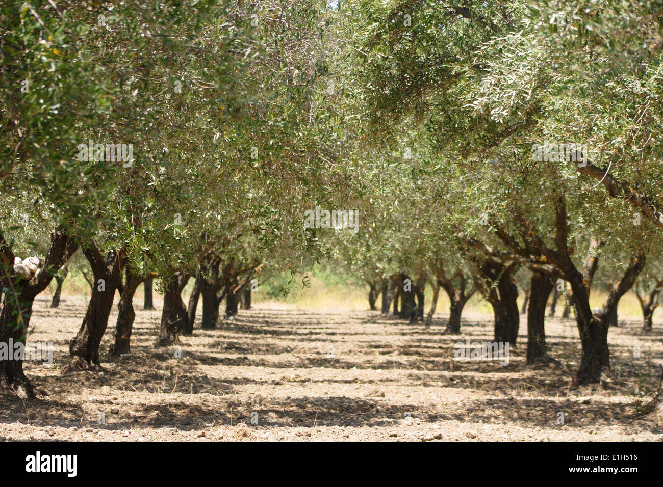 Olive trees in Rhodes, Rhodes Island, Greece Stock Photo - Alamy