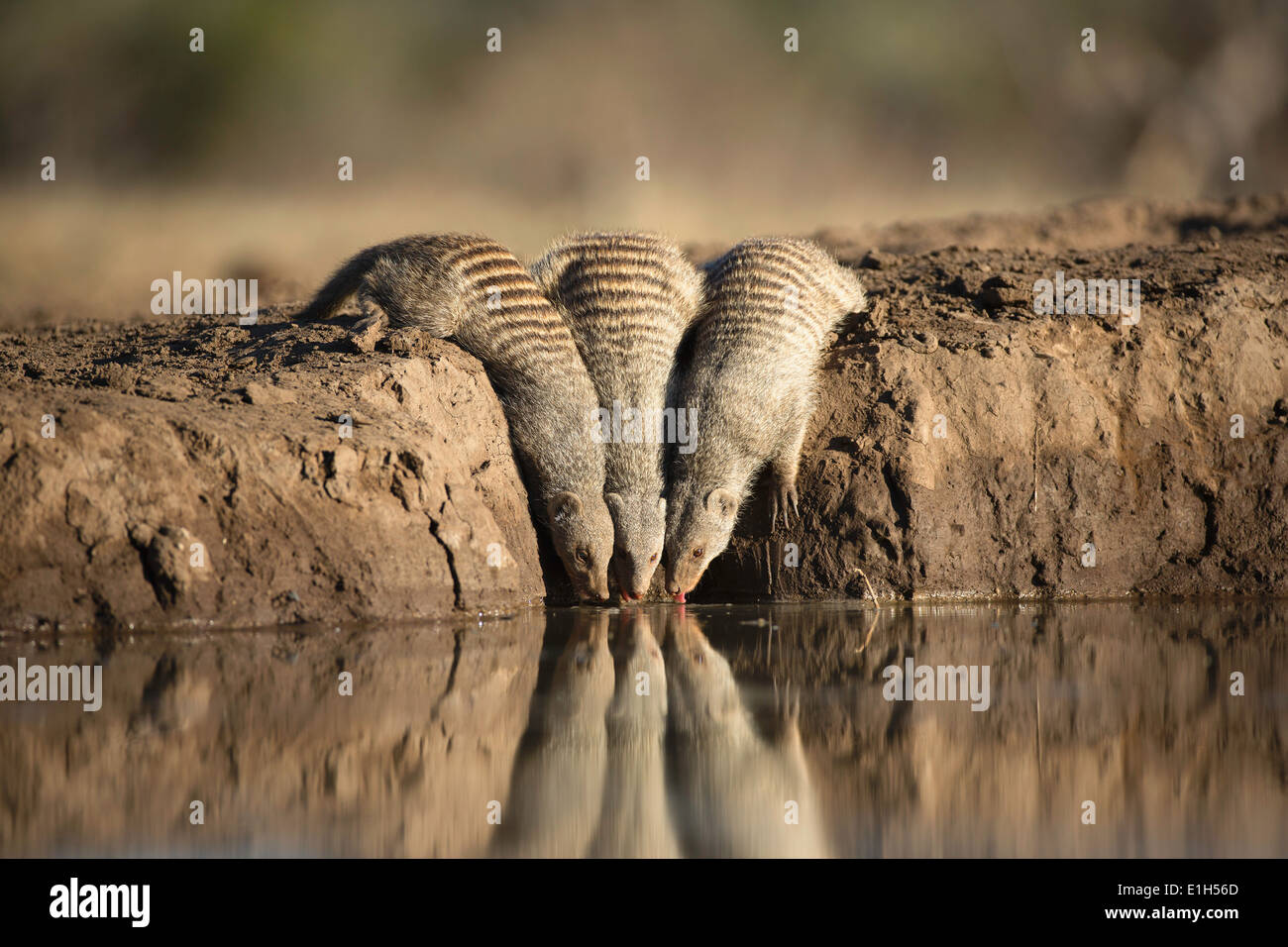 Three hole point hi-res stock photography and images - Alamy