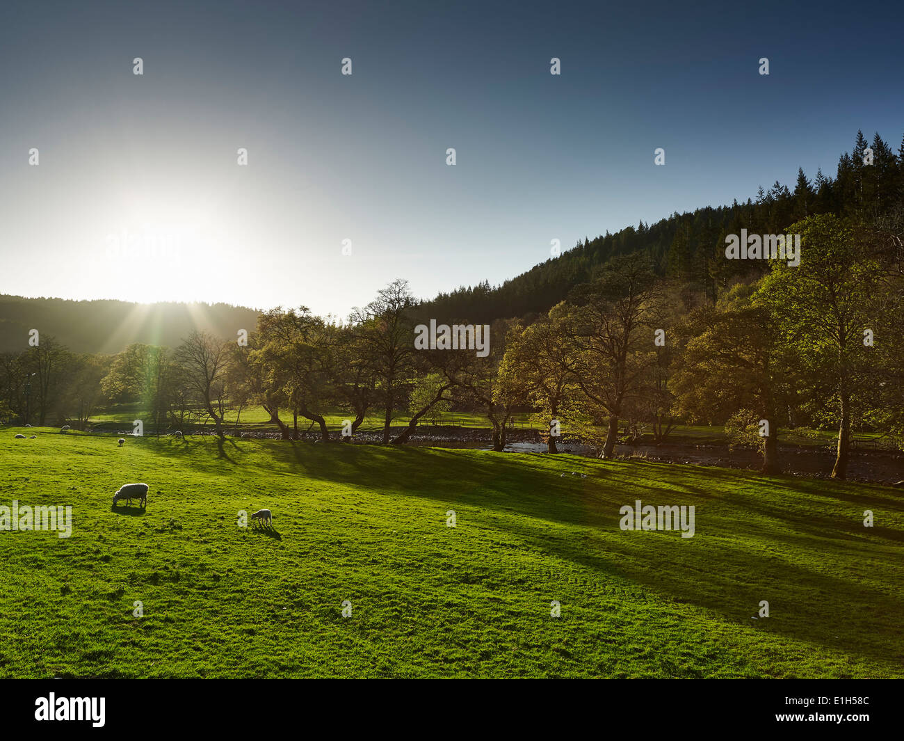 Snowdonia plant hi-res stock photography and images - Alamy