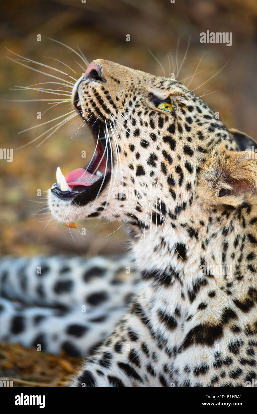 African Leopard Growling High Resolution Stock Photography and Images ...