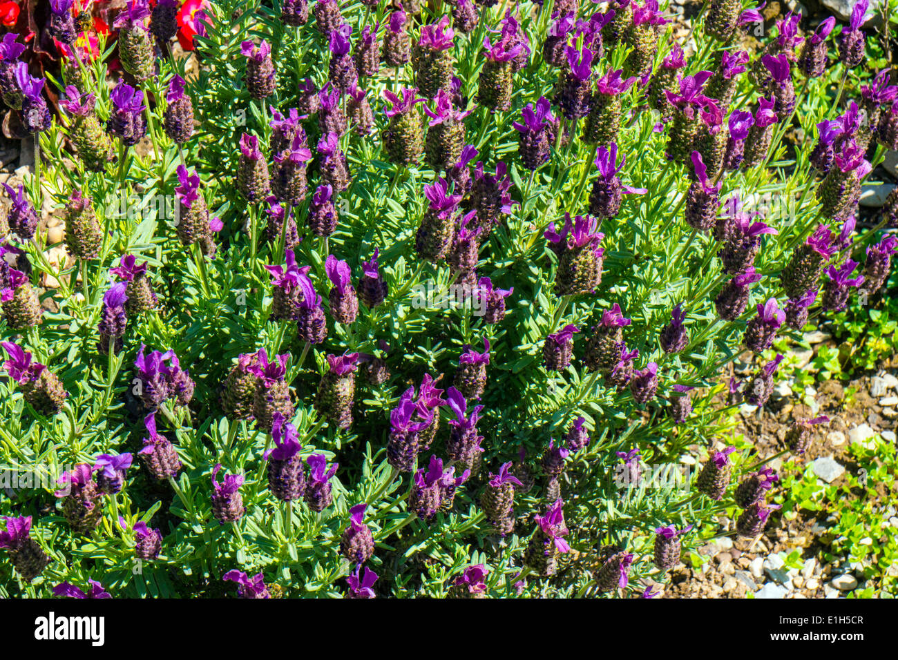 Plans flower hi-res stock photography and images - Alamy