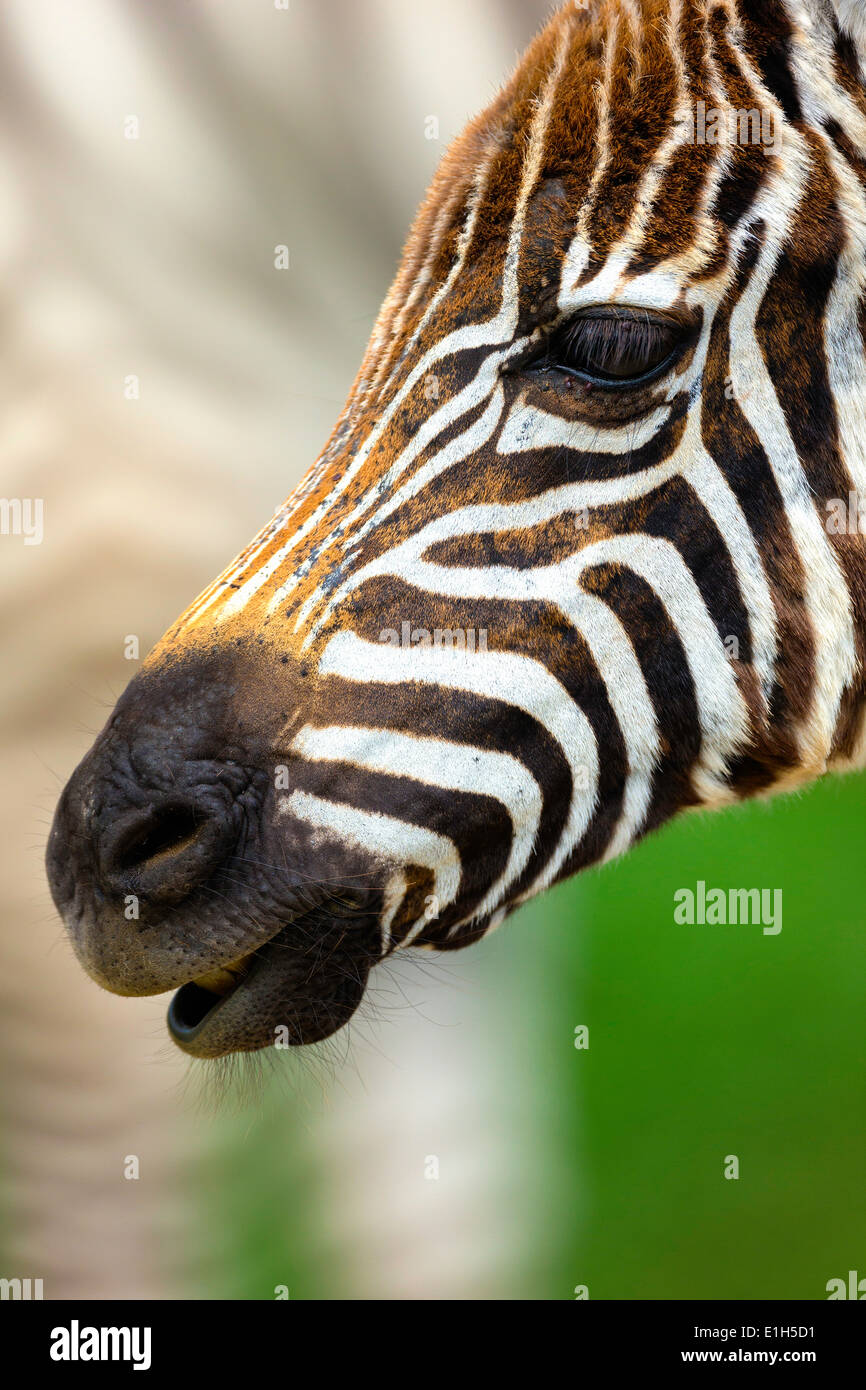 Zebra Close Up High Resolution Stock Photography and Images - Alamy