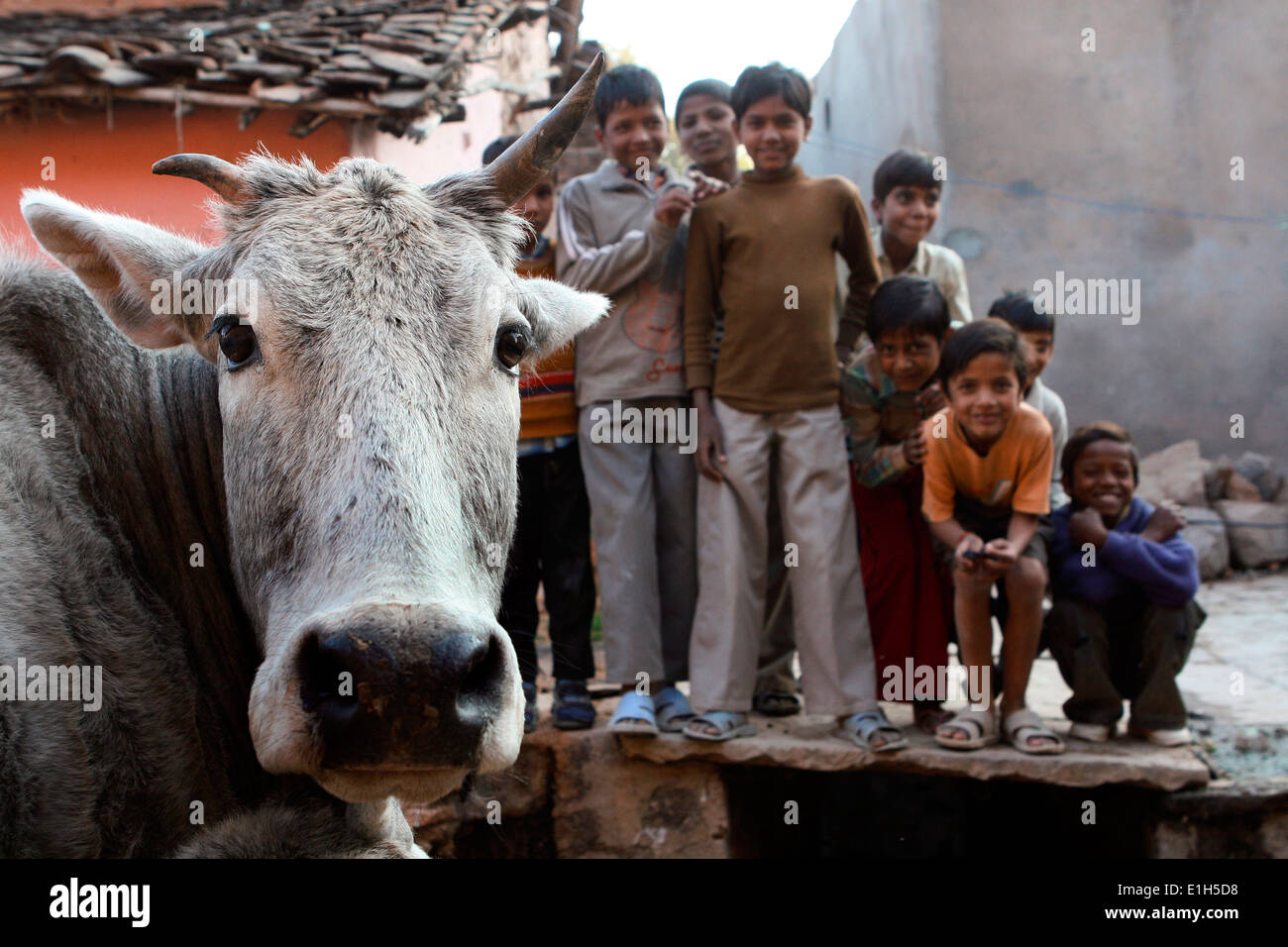 Holy cow india hi-res stock photography and images - Alamy