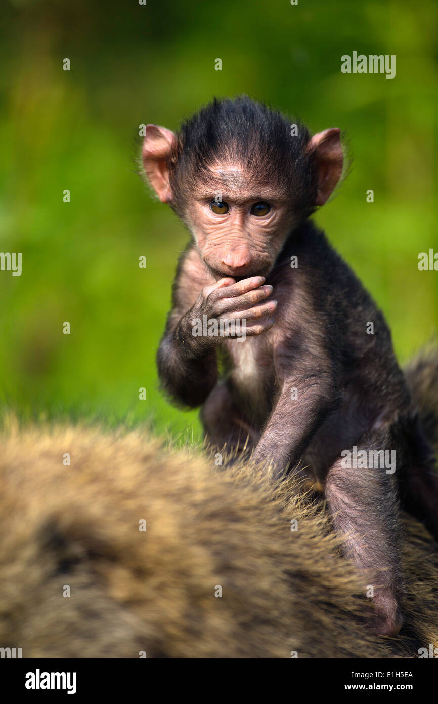 Monkey hand over mouth hi-res stock photography and images - Alamy