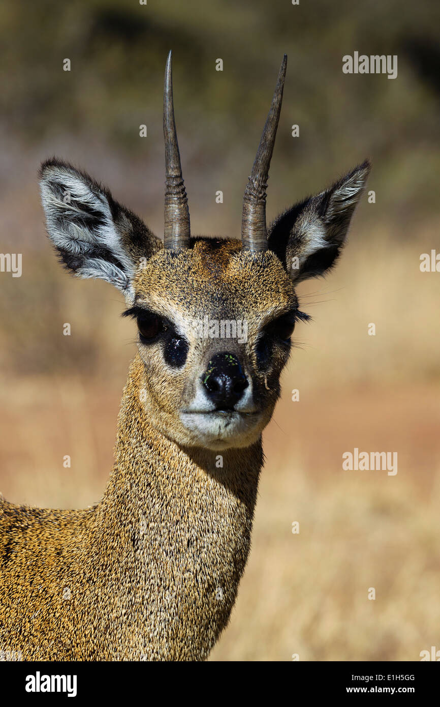 Klipspringer Face