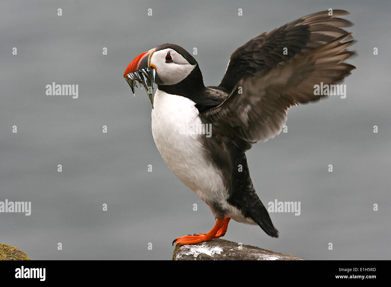 Puffin fish in beak hi-res stock photography and images - Alamy