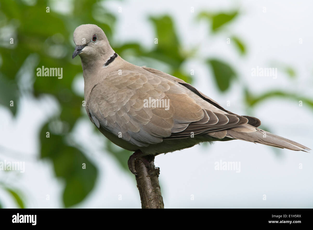 Collared dove hi-res stock photography and images - Alamy