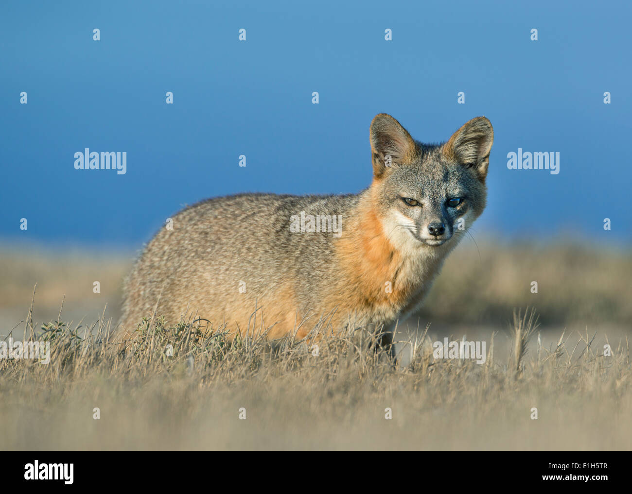 Island Fox (Urocyon littoralis) WILD, Endemic to California Channel ...