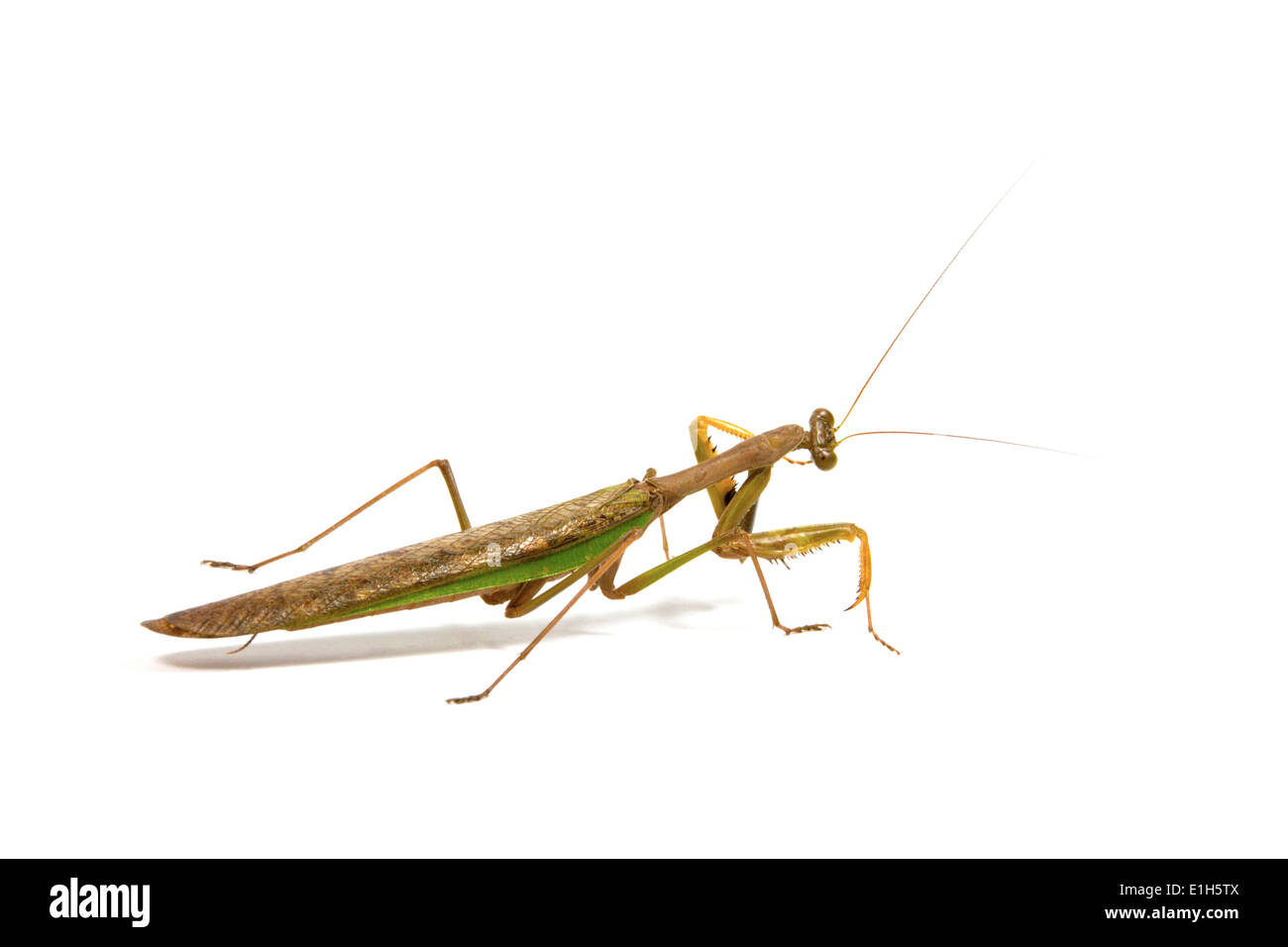 side view of brown and green praying mantis Stock Photo - Alamy