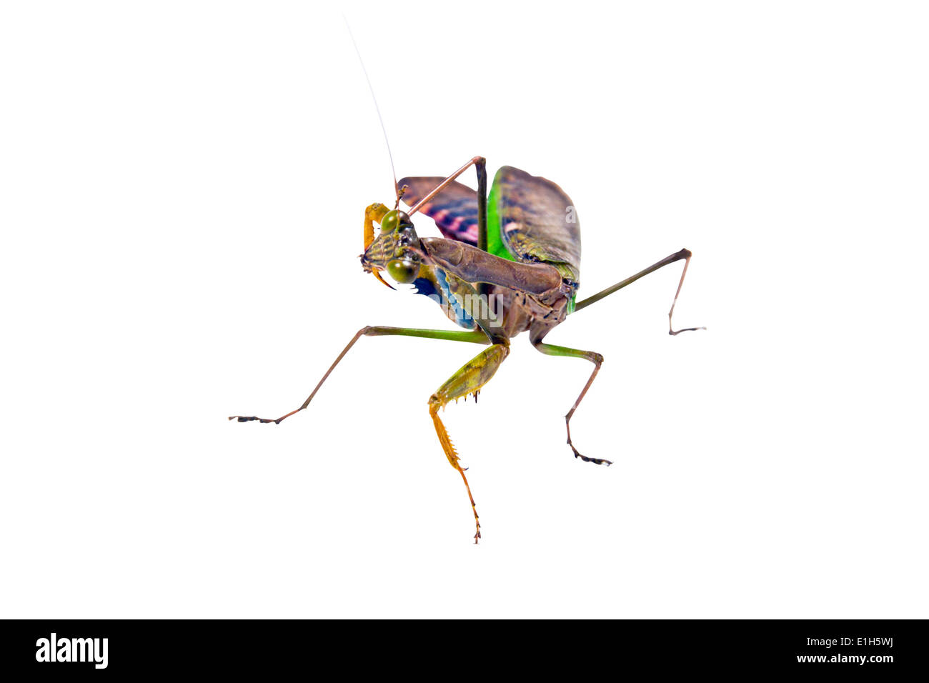 Mantis front Cut Out Stock Images & Pictures - Alamy